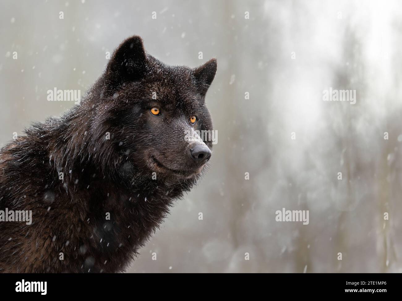 Canadian wolf against a forest background Stock Photo - Alamy