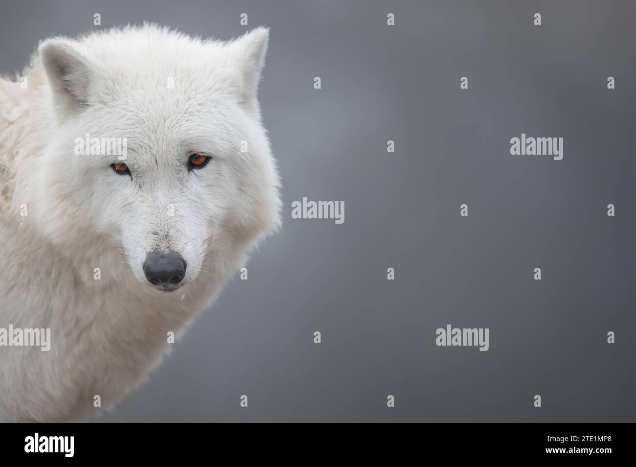 Wolf sitting hi-res stock photography and images - Alamy