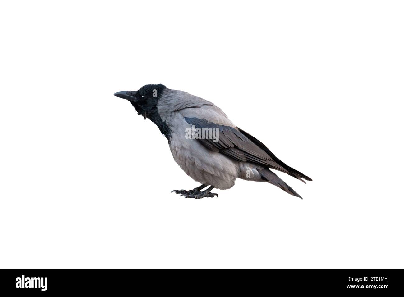 grey raven isolated on white background Stock Photo - Alamy
