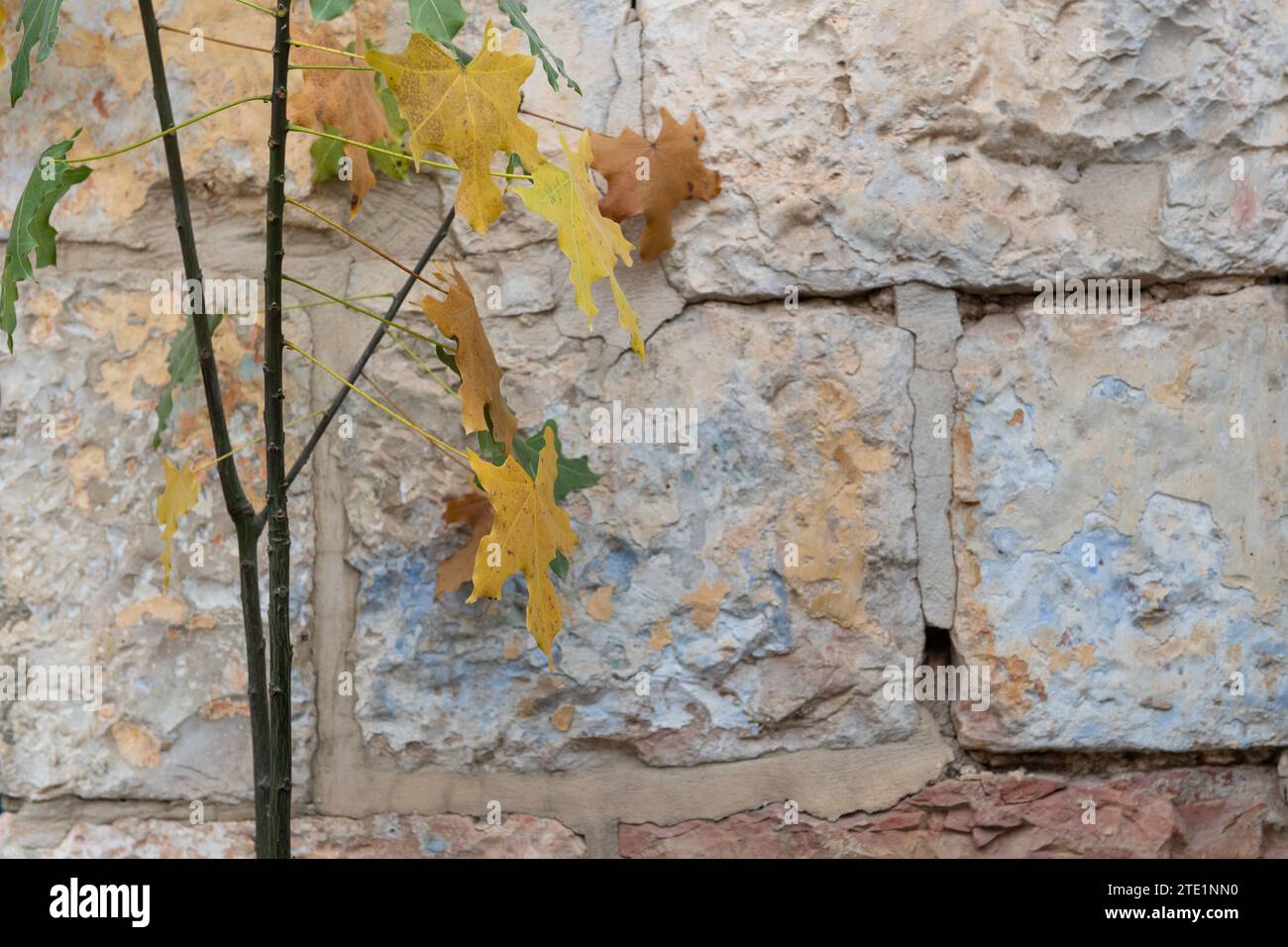 Small tree with yellow and brown fall foliage set against an old ...