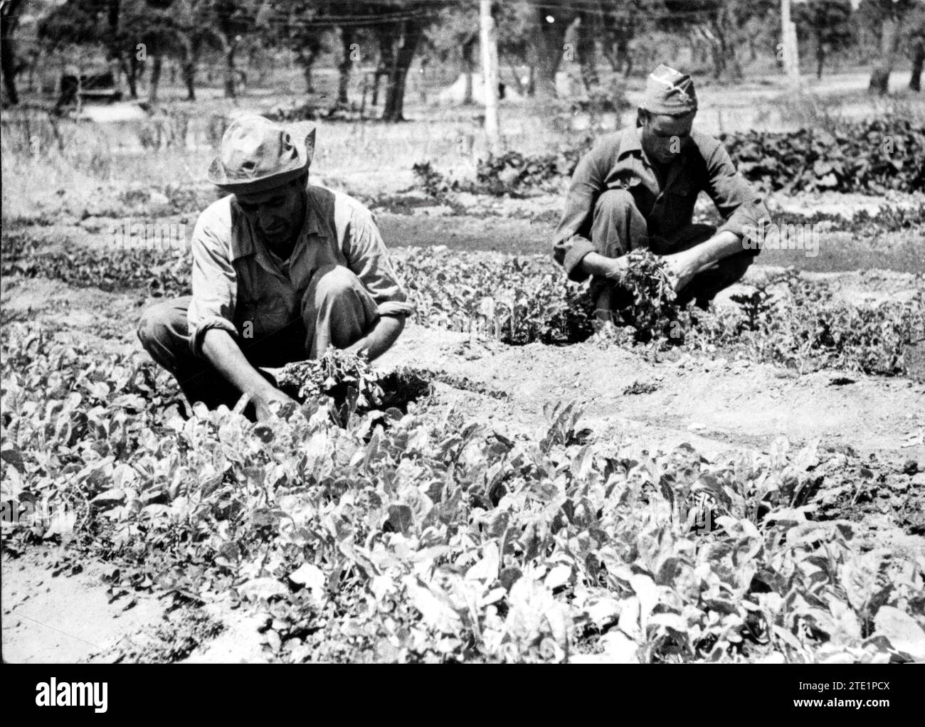 07/31/1938. Soldiers working in a garden of chard, lettuce and parsley ...