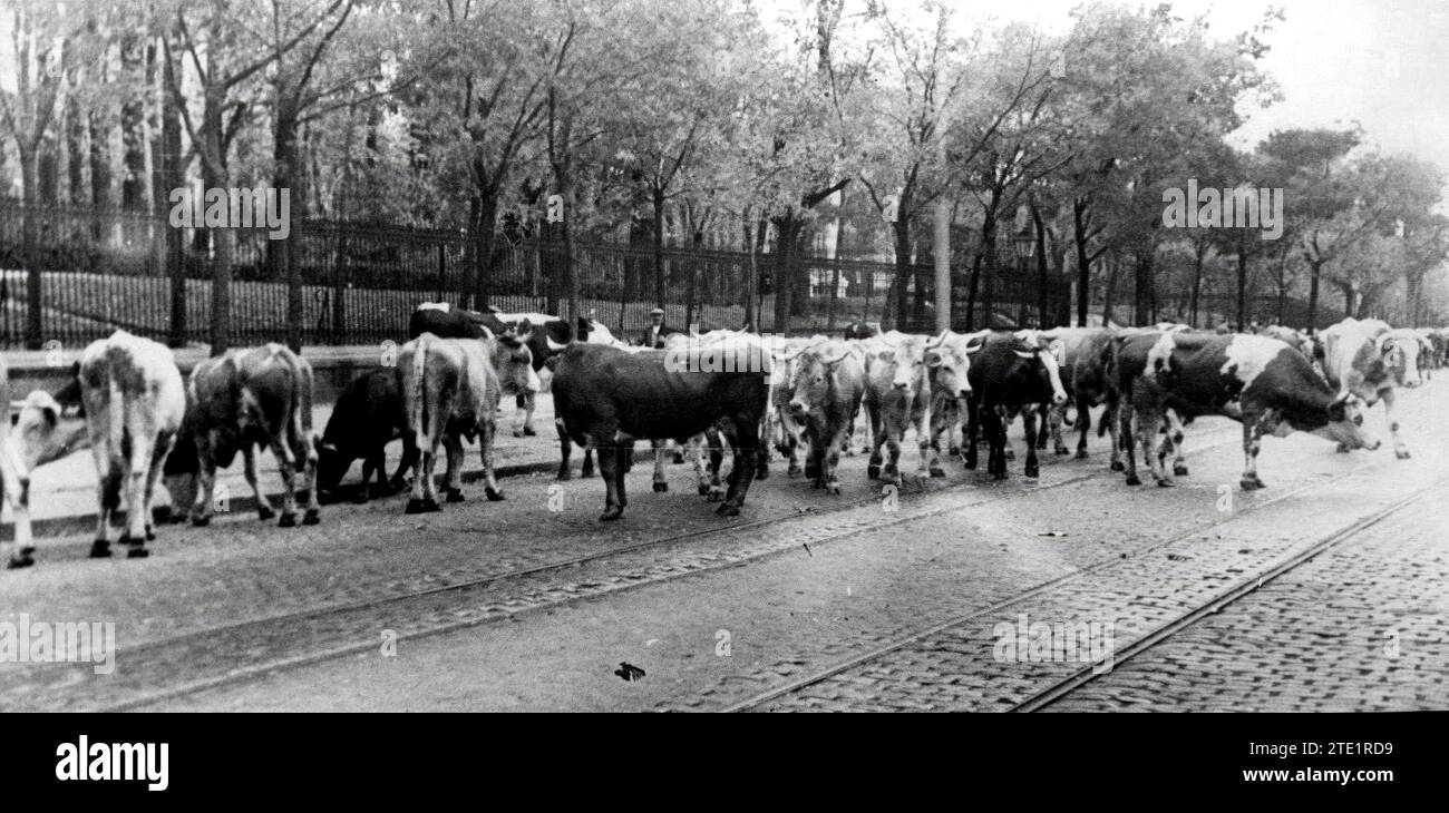 08/31/1936. A Batch of Cows and Calves Arrived at Improvised Stables in ...