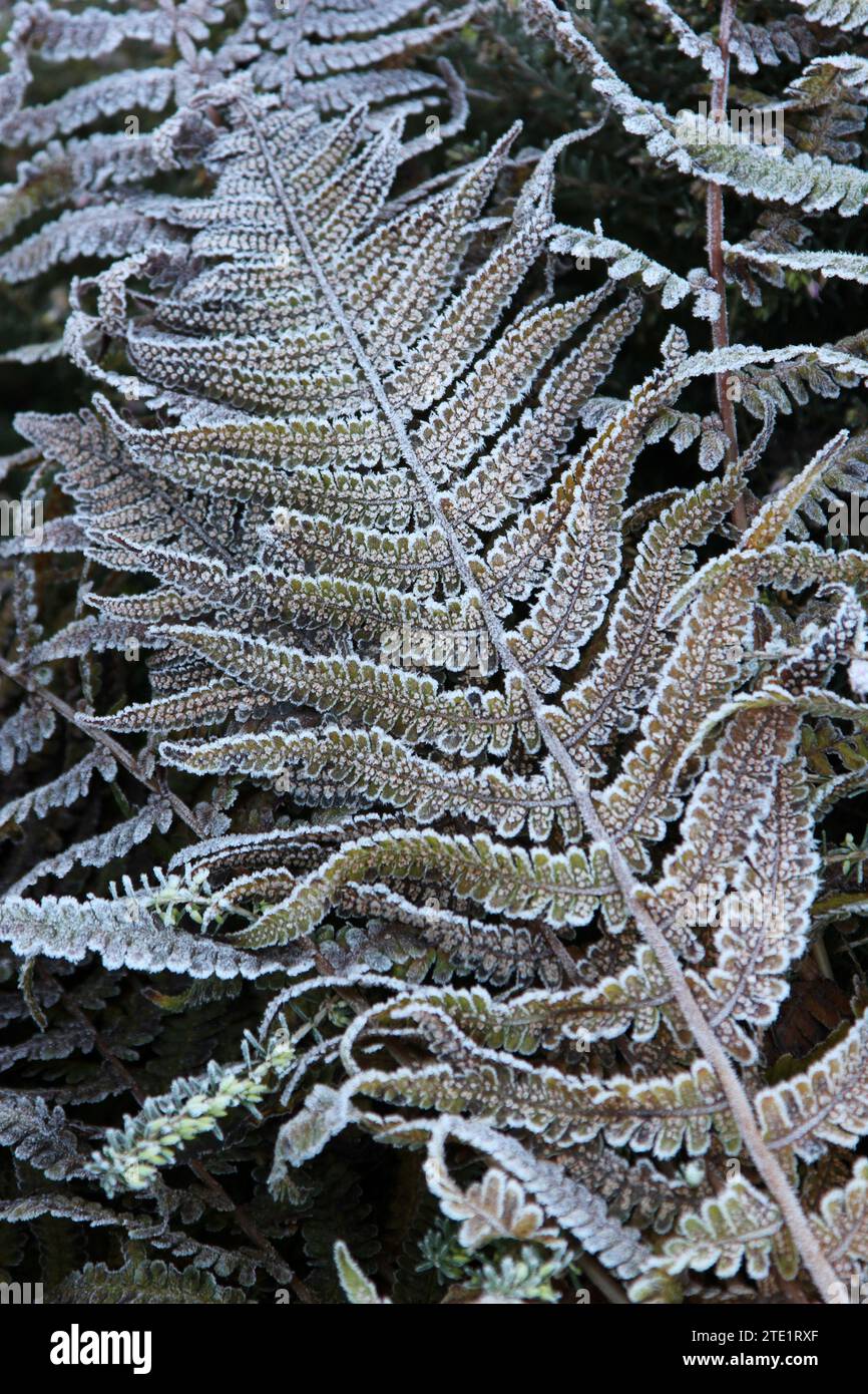 Beautiful fern frond hi-res stock photography and images - Alamy