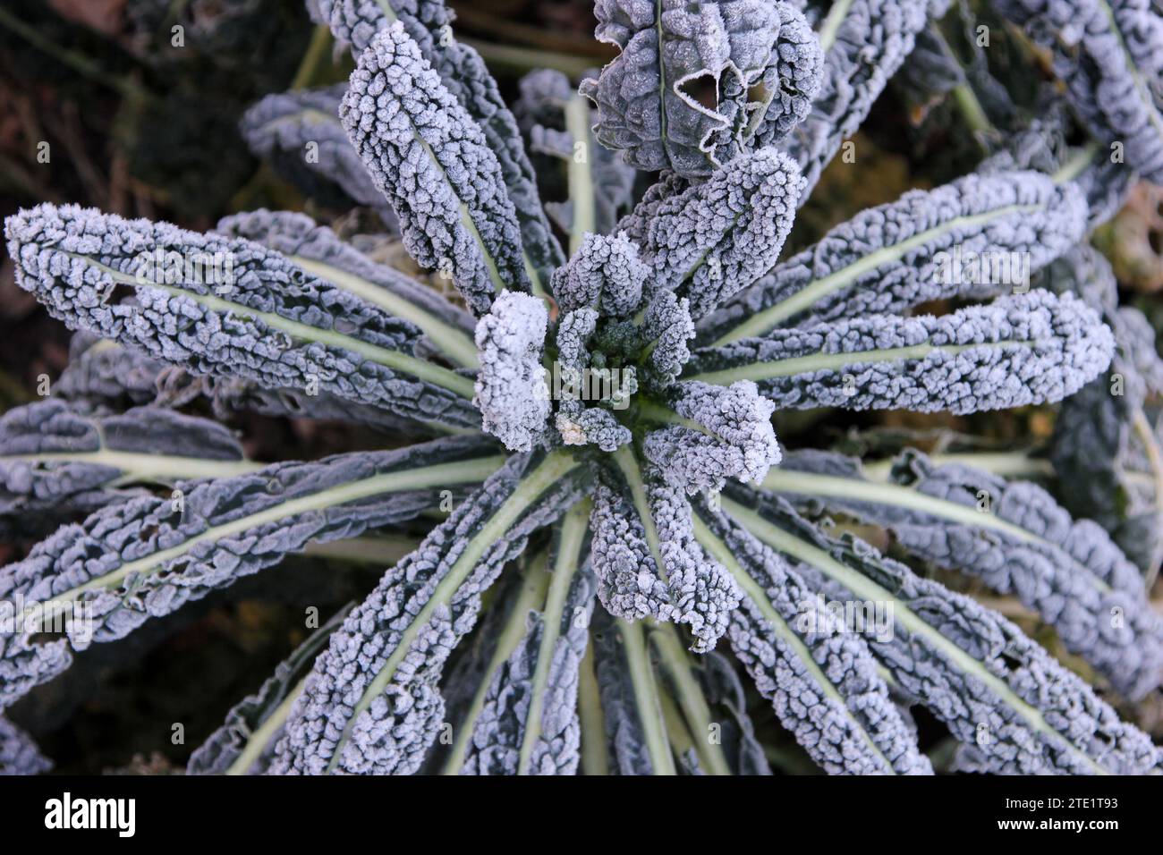 Cavolo Nero kale Stock Photo - Alamy