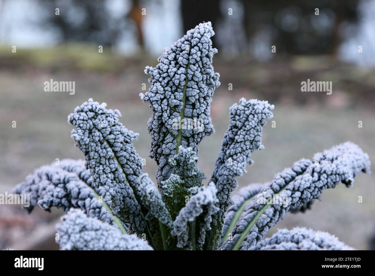 Kale in frost hi-res stock photography and images - Alamy