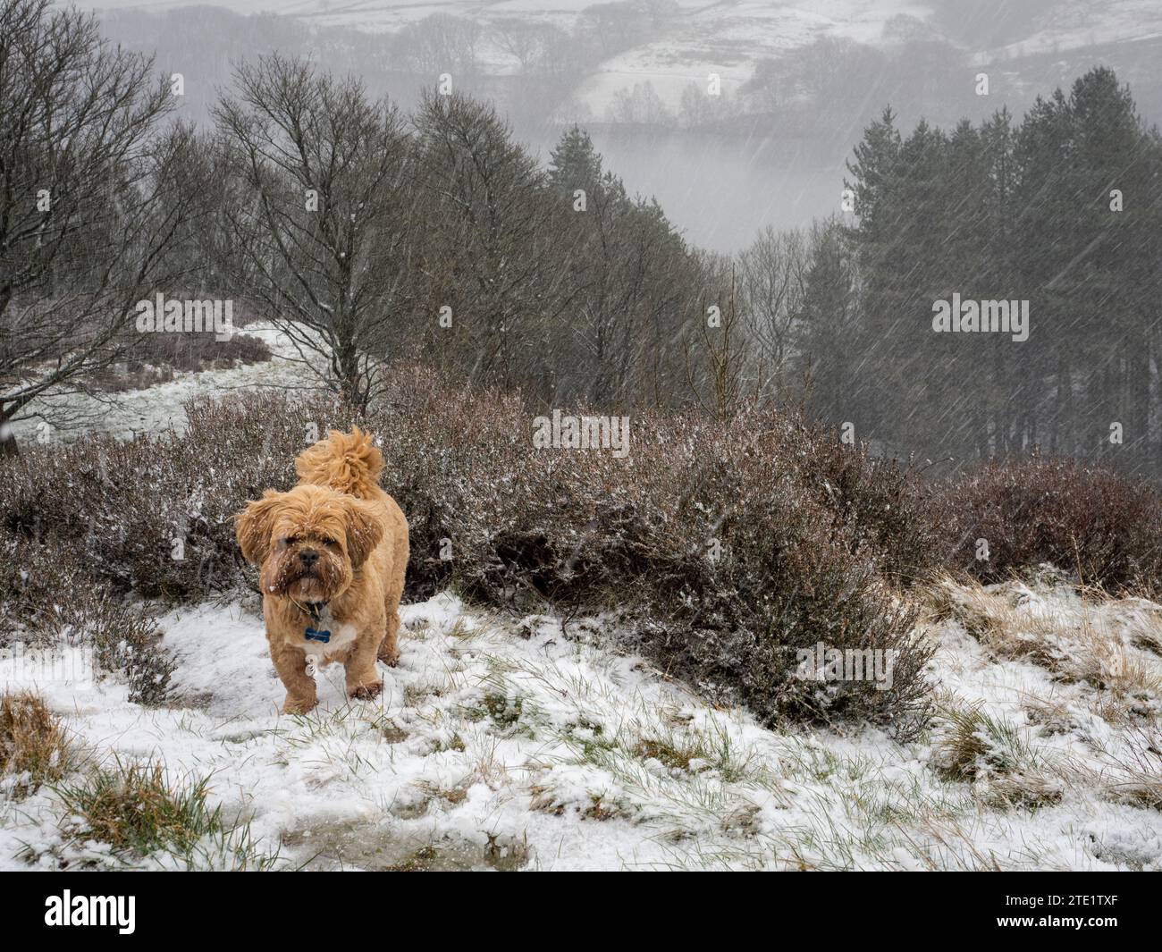 Ted the dog playing in the snow above Digley reservoir, West Yorkshire ...