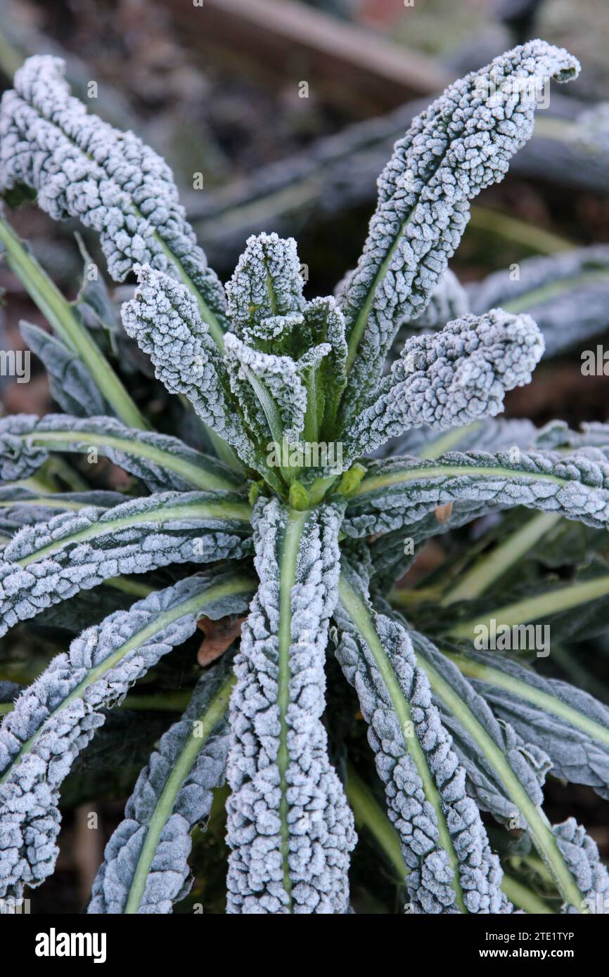 Black kale plant hi-res stock photography and images - Alamy