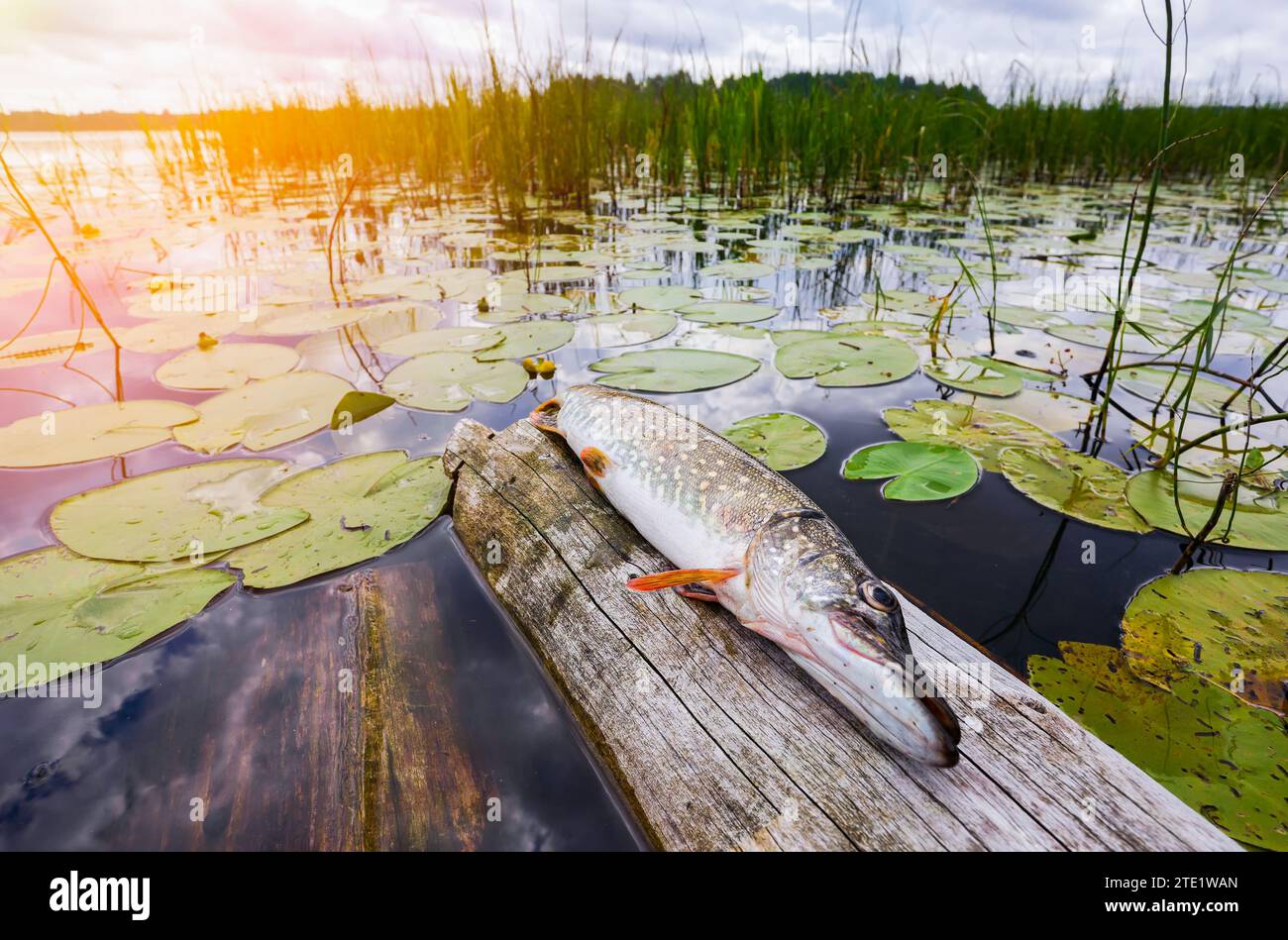 Freshwater Northern pike fish know as Esox Lucius on vintage wooden ...
