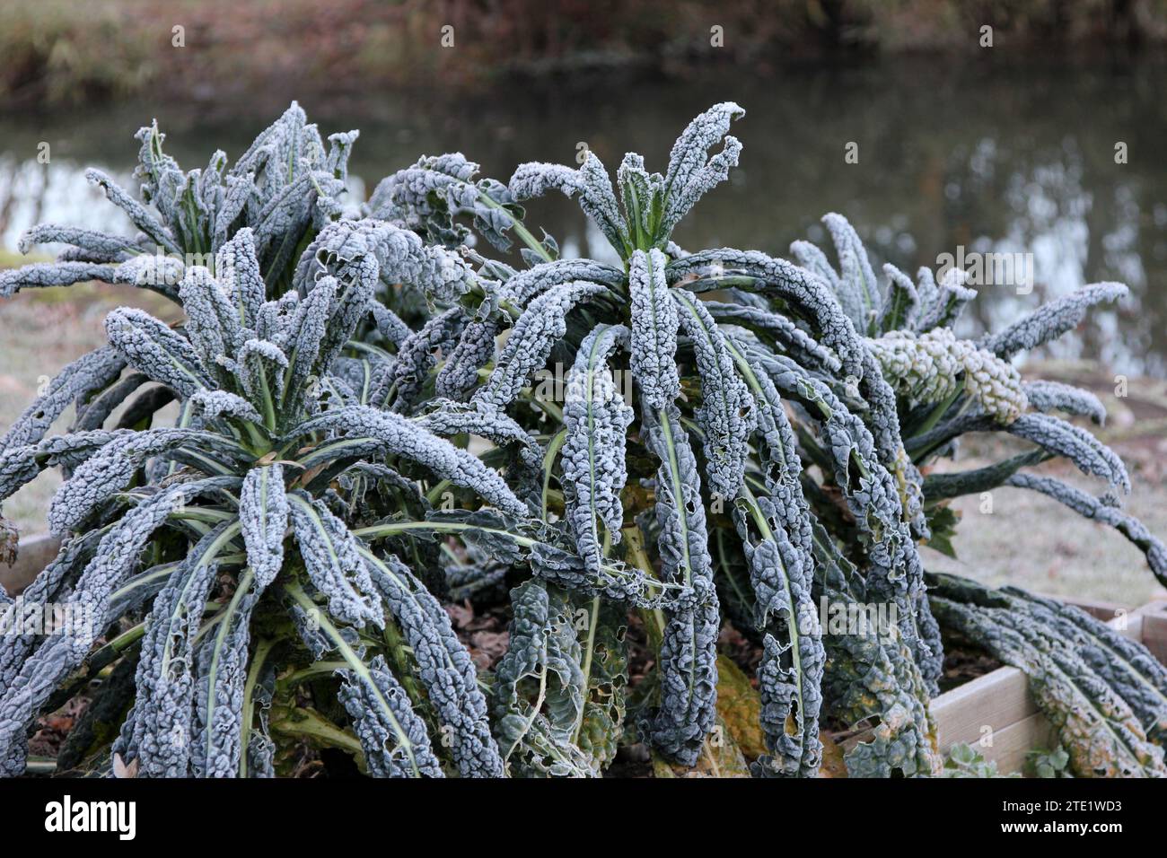 Cavolo Nero cabbage Stock Photo - Alamy