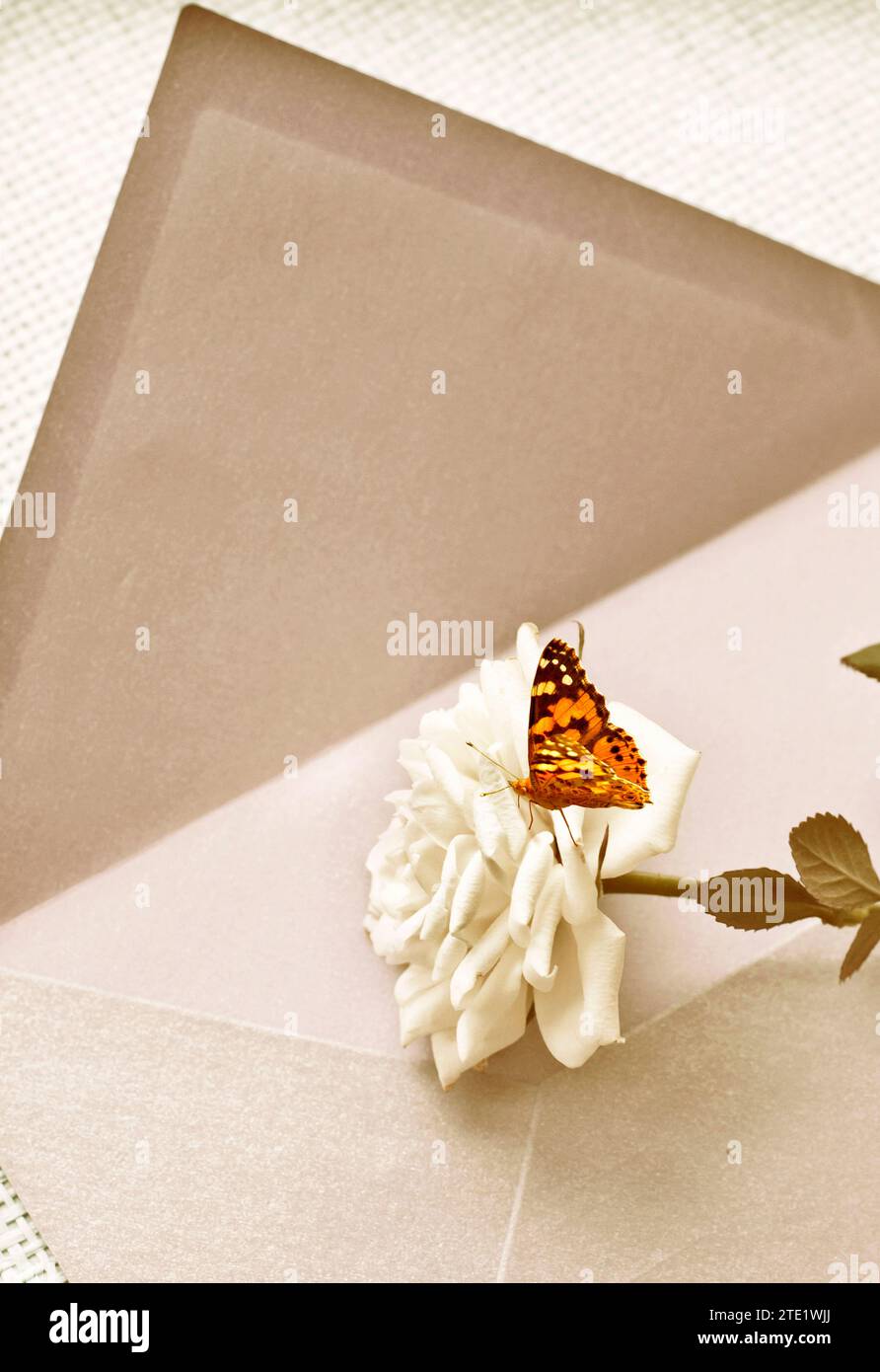romantic envelope with a white rose and butterfly Stock Photo - Alamy