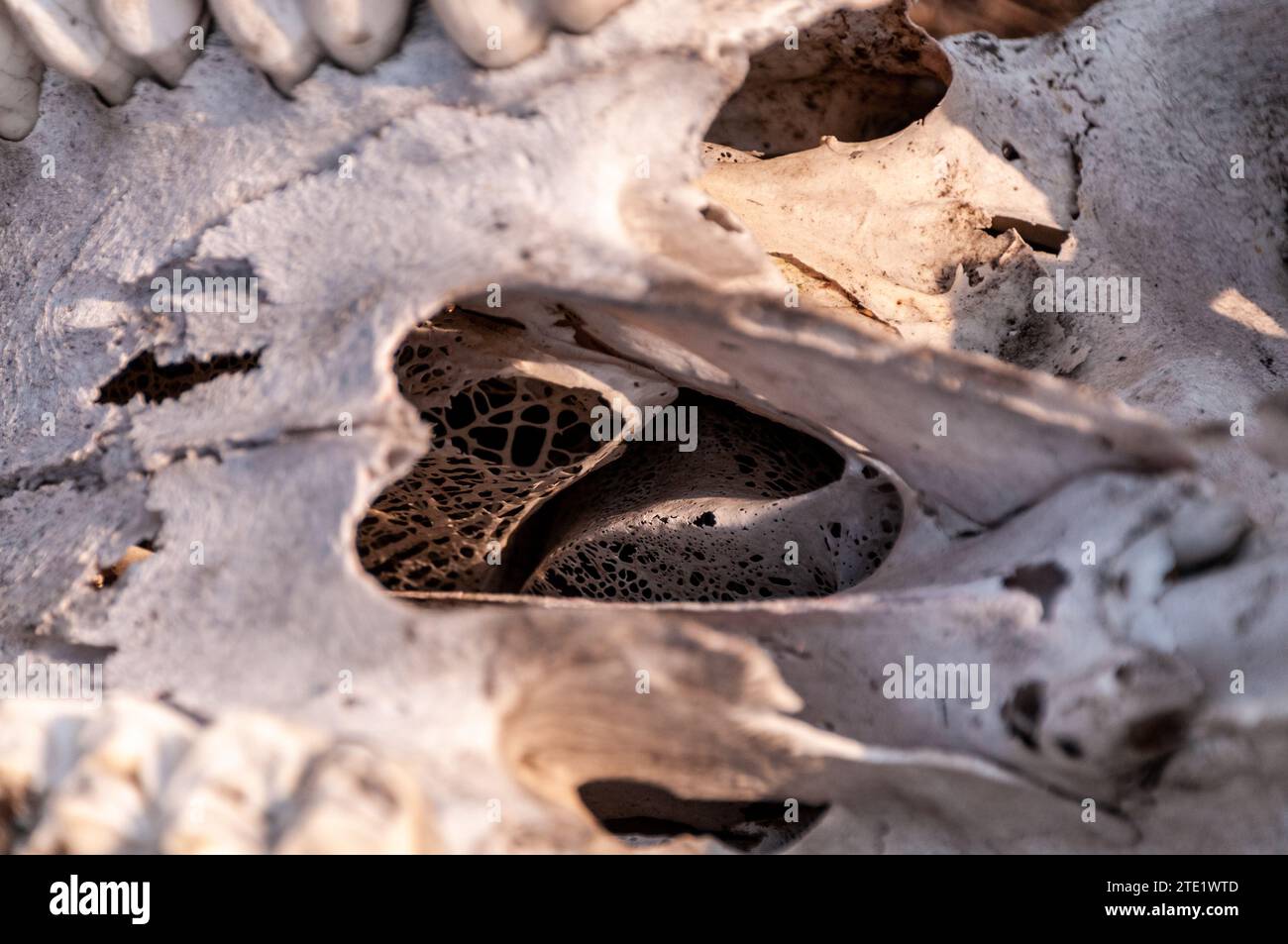 Closeup of a Giraffe skull in the Okavango Delta, Botswana Stock Photo ...