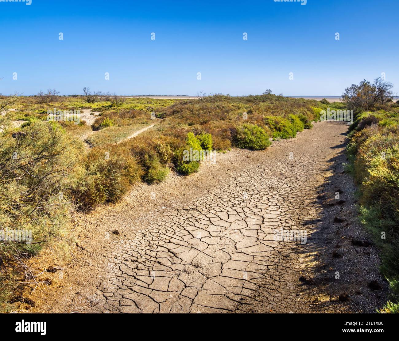 The Camargue is a nature reserve - alluvial plain in Provence in the ...