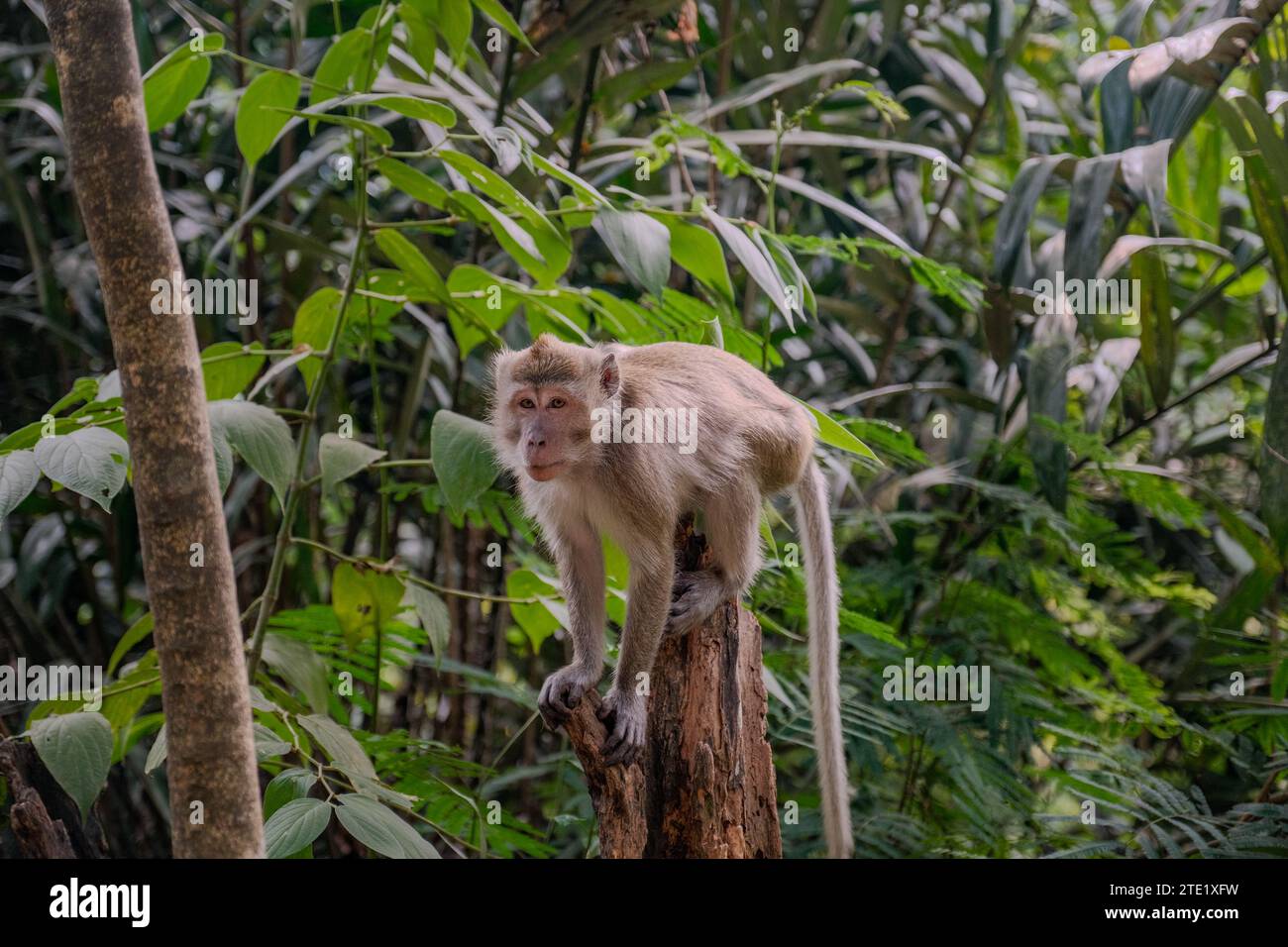 Witness the elegance of a monkey standing with poise on a tree log, set ...