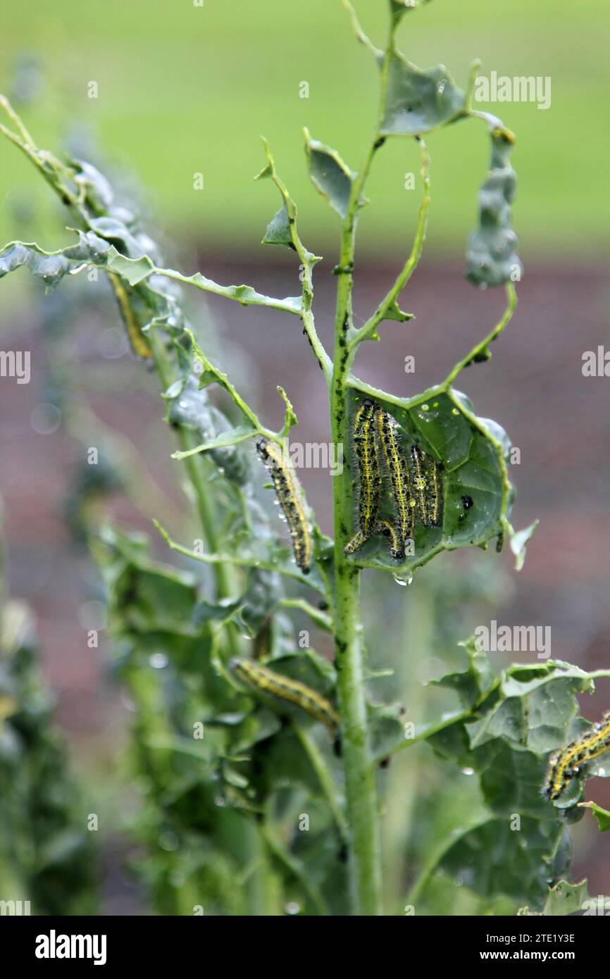 Caterpillar damaged on broccoli plants Stock Photo - Alamy