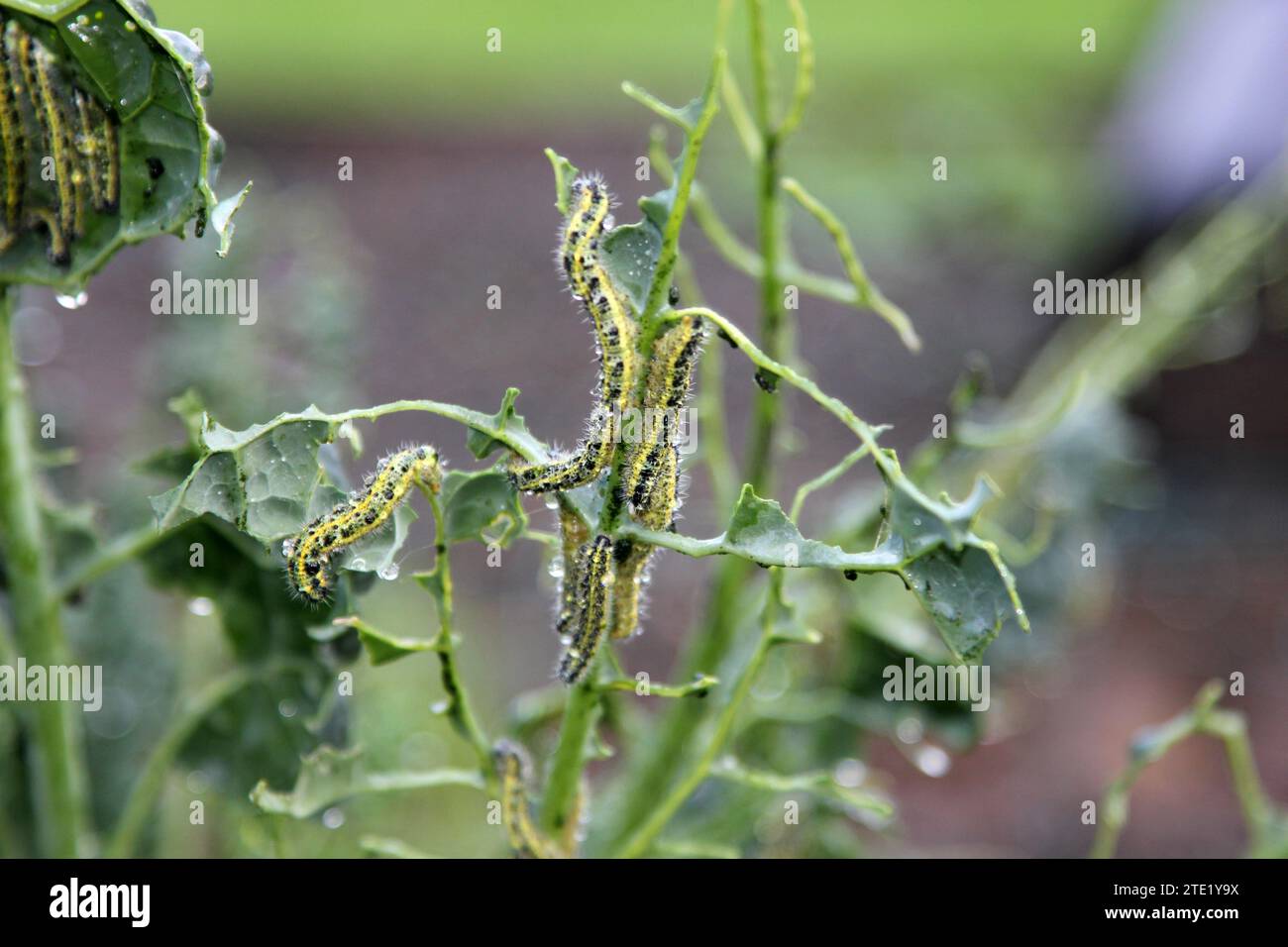 Caterpillar damaged on broccoli plants Stock Photo - Alamy