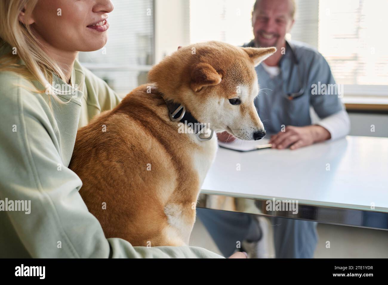 Purebred shiba inu sitting on its owner lap during appointment in ...