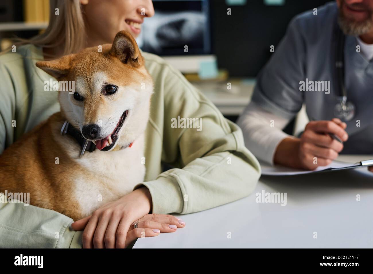 Purebred shiba inu dog sitting with its owner at appointment in vet ...