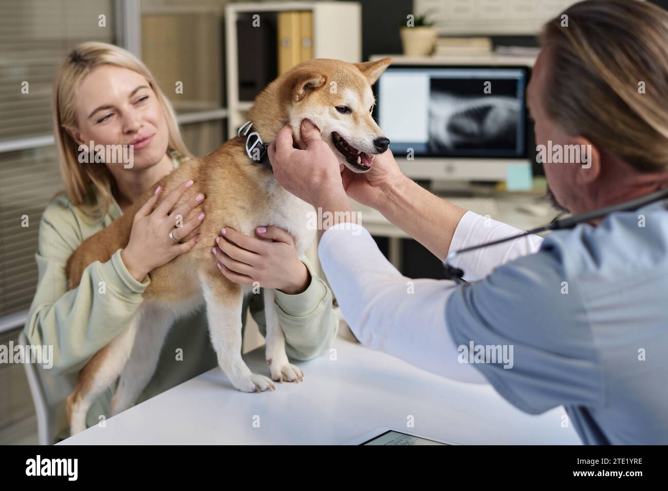 Unknown caucasian doctor stroking cheeks of canine dog patient while ...