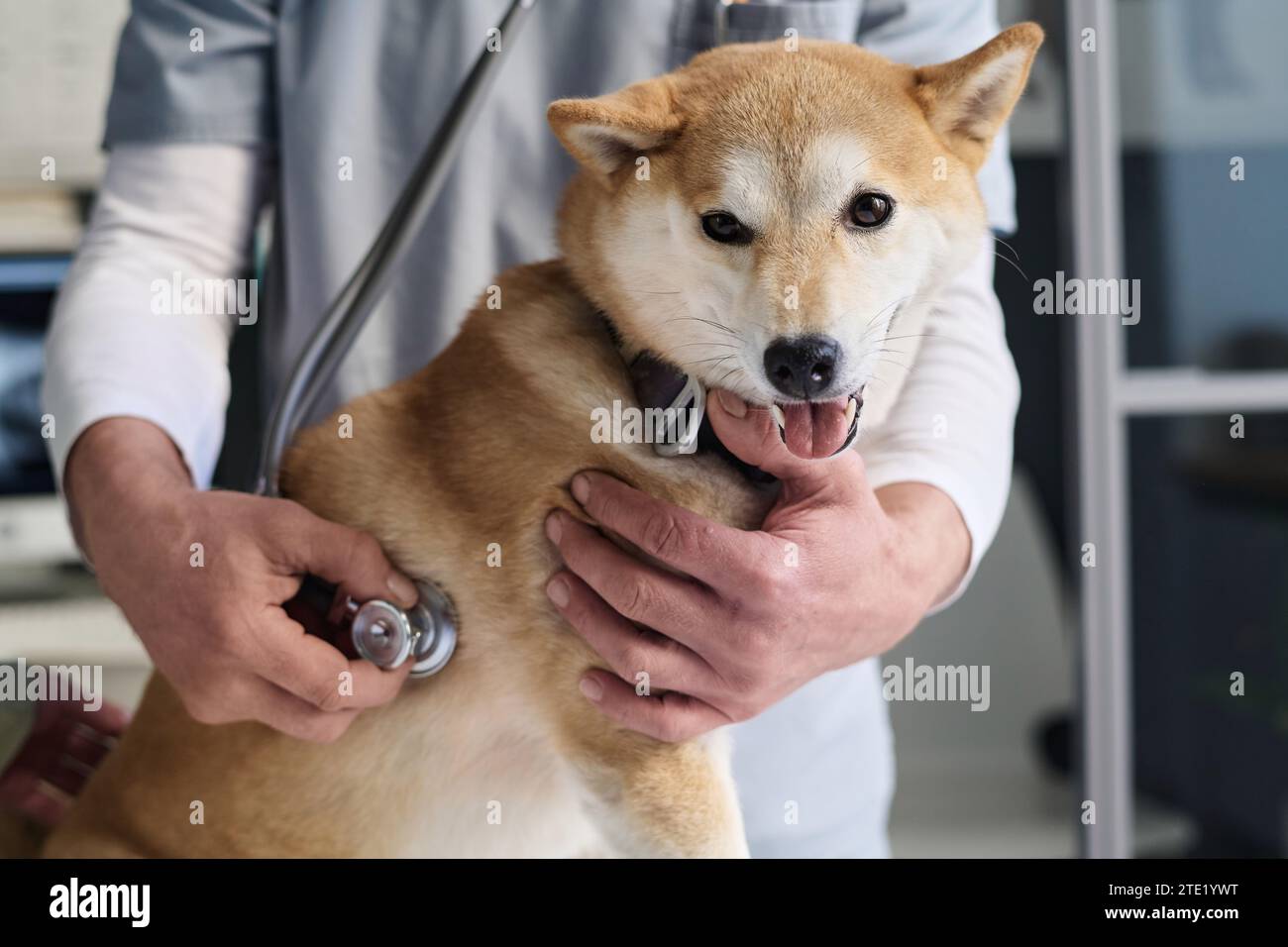 Medium closeup of shiba inu dog receiving professional treatment from doctor at vet clinic Stock ...