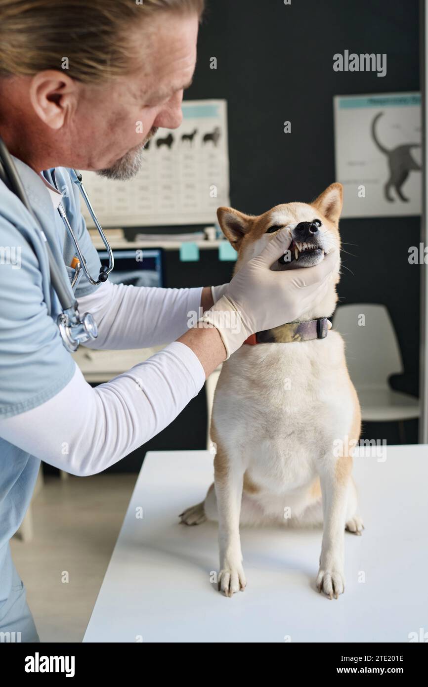 Veterinarian carefully inspecting teeth of shiba inu sitting on ...