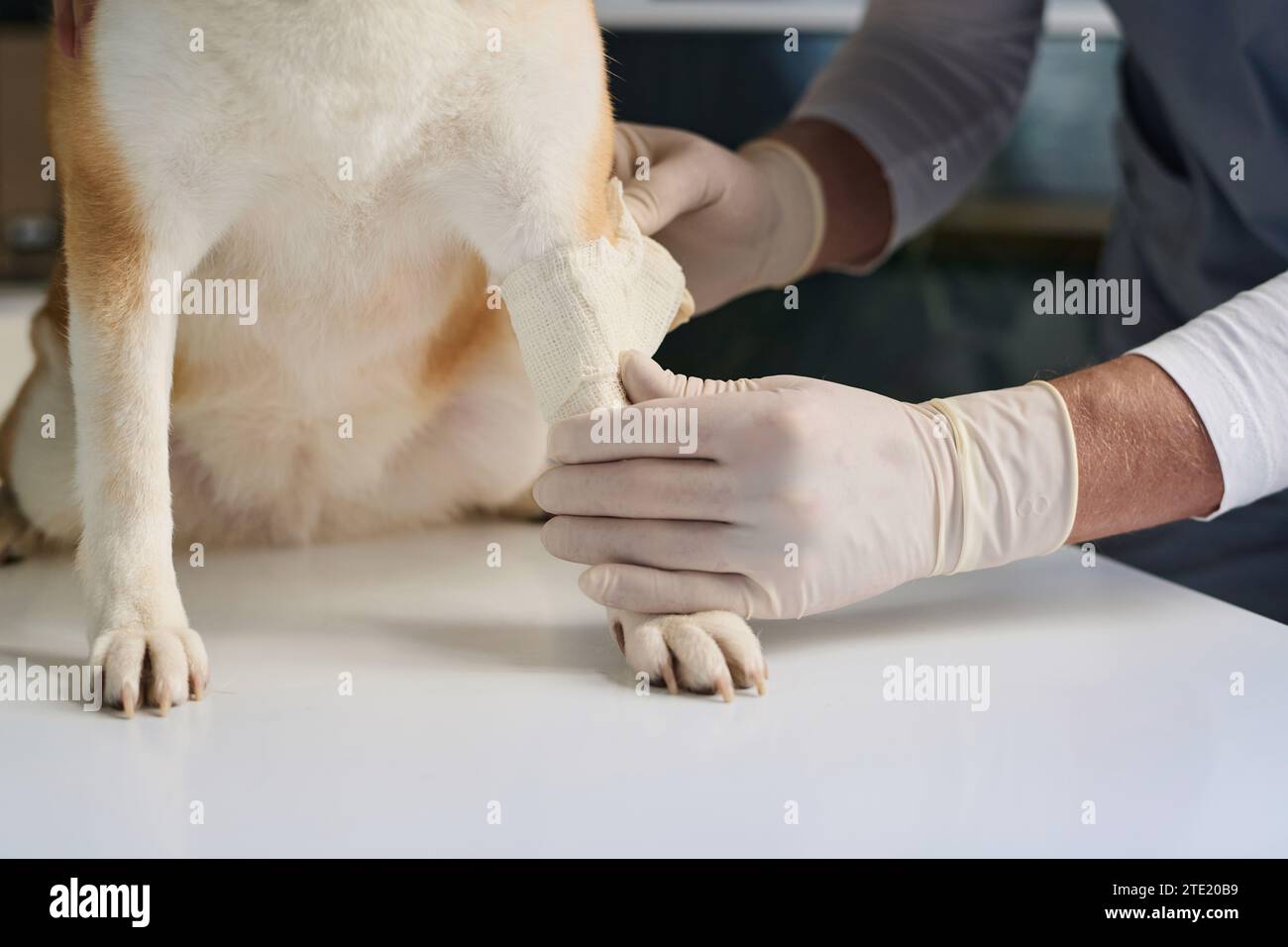 Unknown doctor putting bandage on paw of dog patient sitting on ...