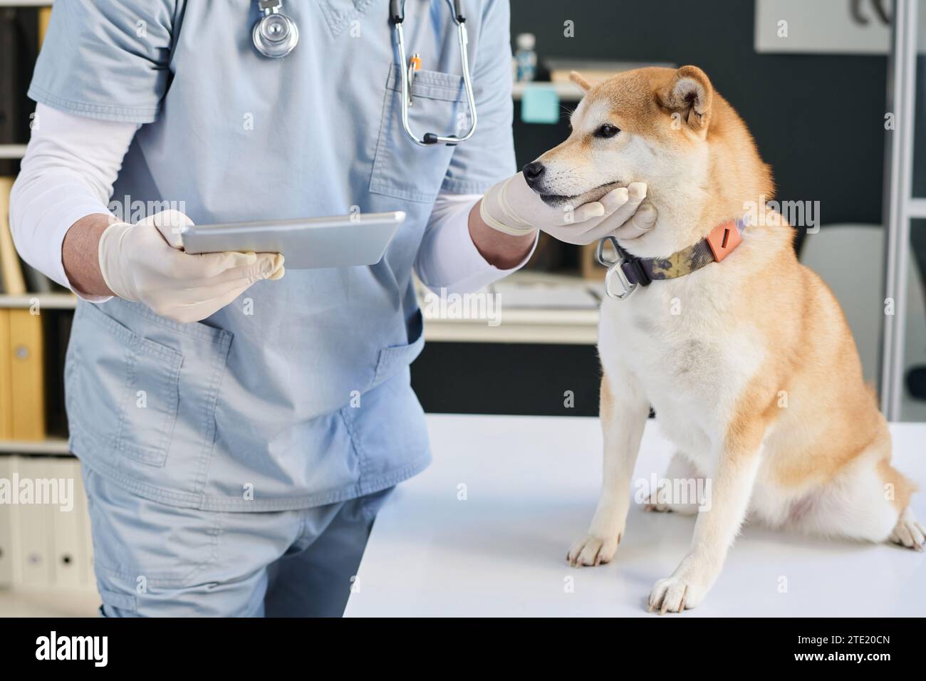 Shiba inu dog sitting on examination table in vet clinic with unknown ...