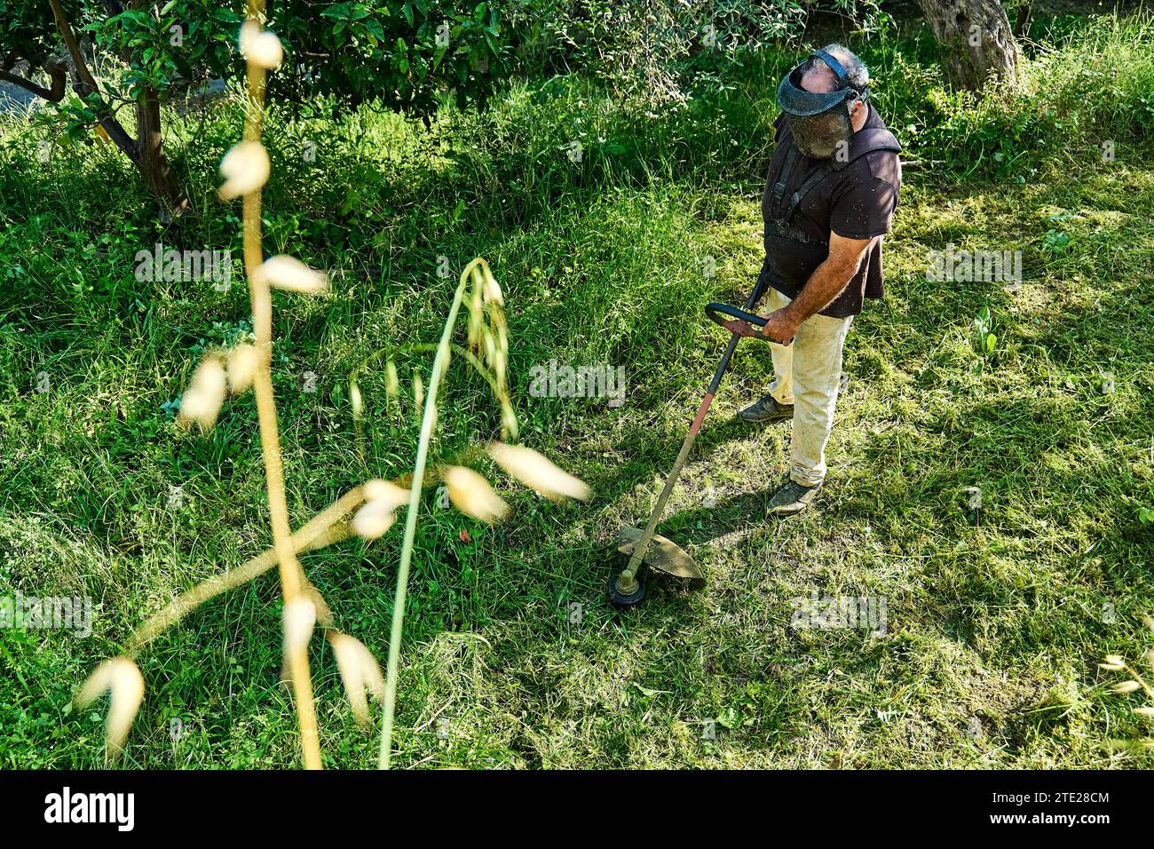 Gardener mowing weeds in the garden with string grass trimmer. Man ...