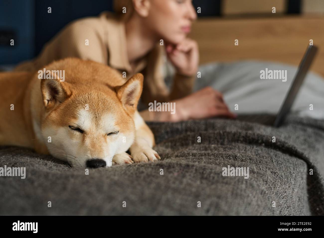Shiba inu dog sleeping hi-res stock photography and images - Alamy