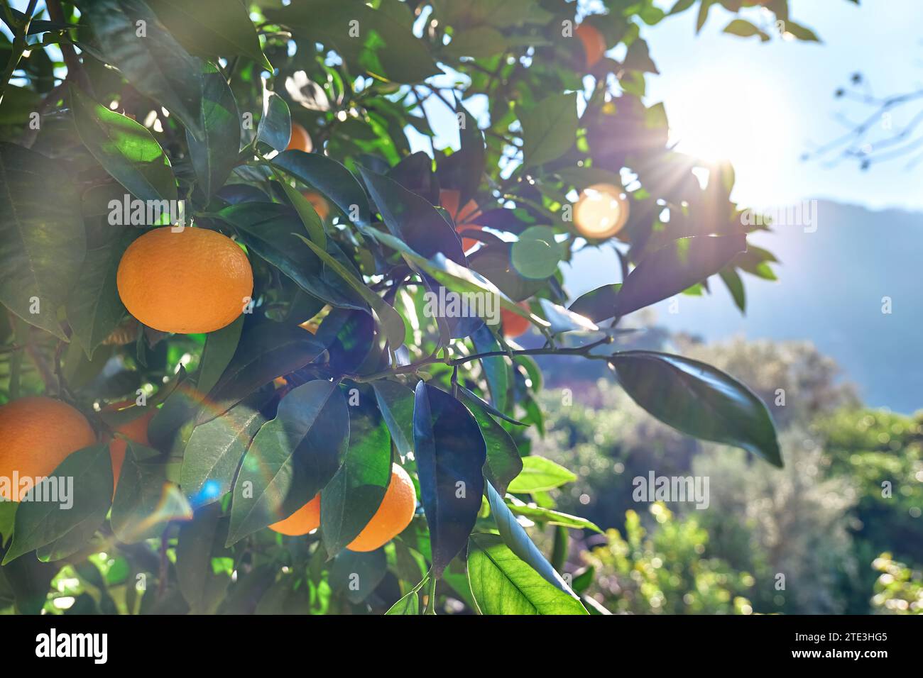 Mandarin in the rays of the sun hi-res stock photography and images - Alamy