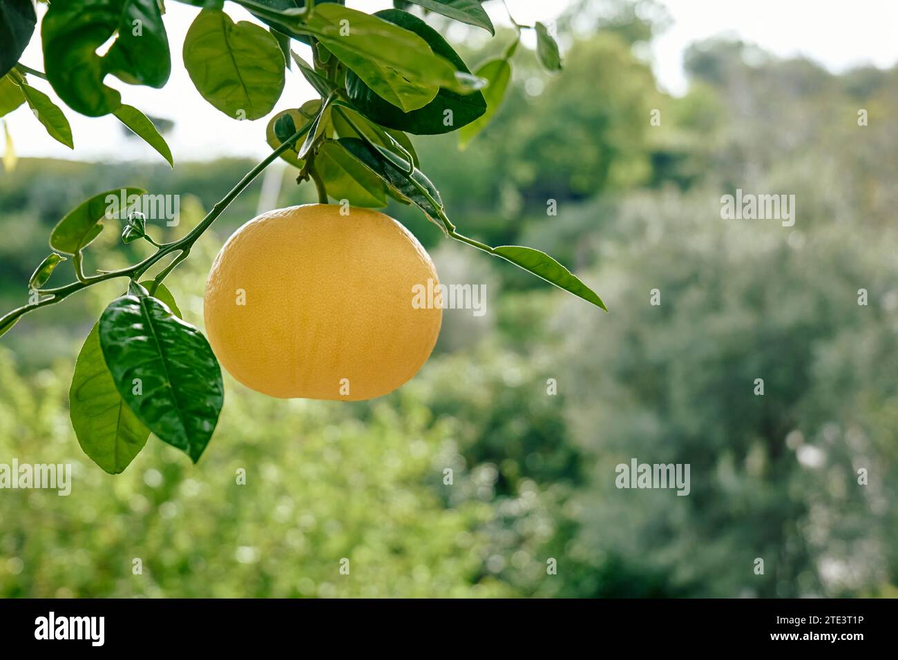 Citrus orchard hi-res stock photography and images - Alamy