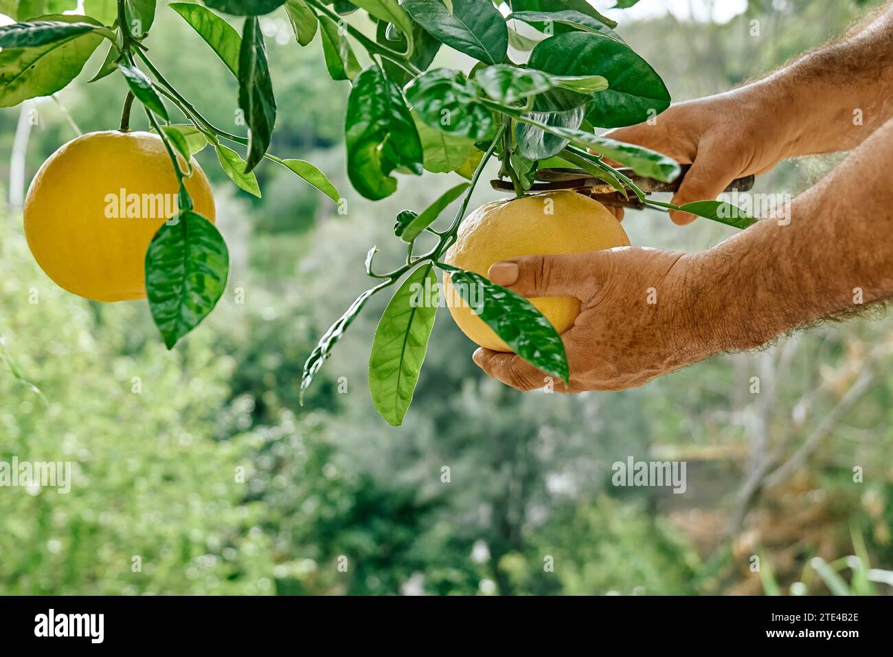 Hands of man collecting yellow ripe grapefruit growing in citrus ...