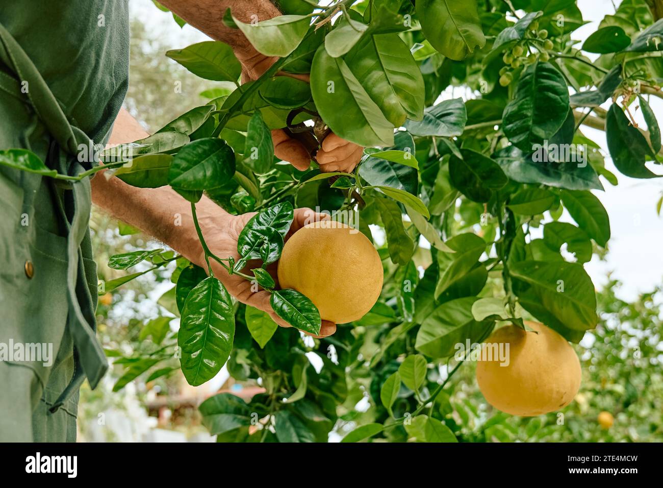 Hands of man collecting yellow ripe grapefruit growing in citrus ...