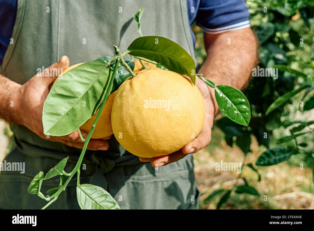 Yellow ripe grapefruits in the hands of man gardener during harvesting ...