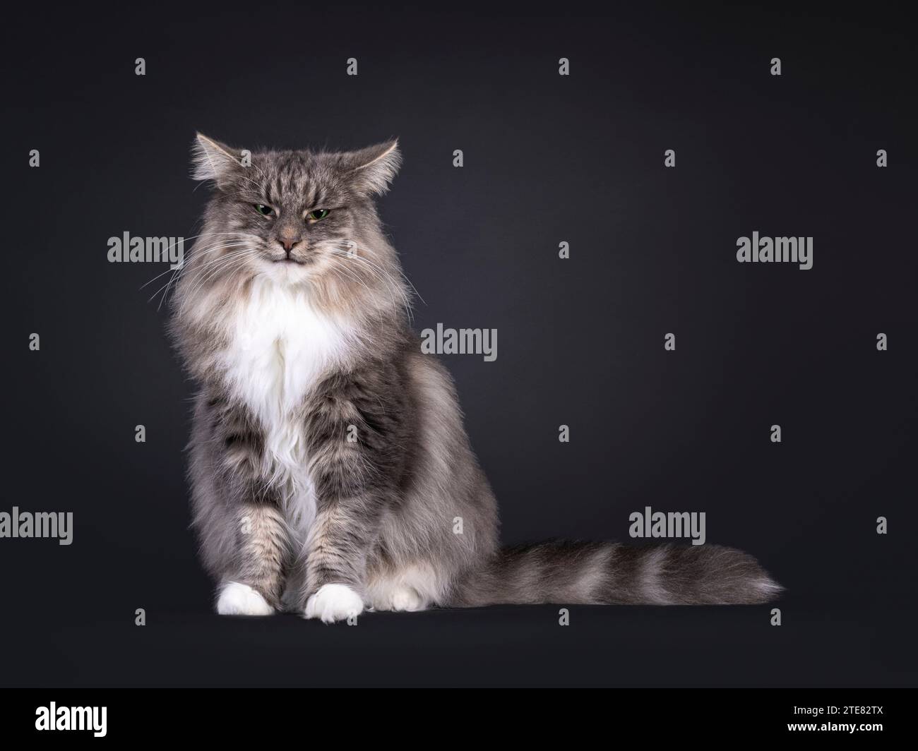 Majestic blue with white Norwegian Forestcat, sitting up facing front ...