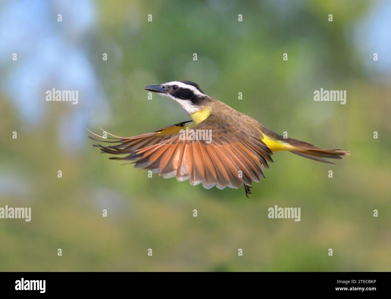 Great kiskadee (Pitangus sulphuratus) flying, Bentsen-Rio Grande Valley ...