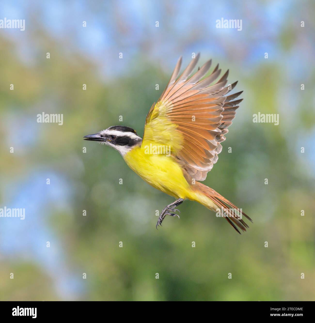 Great kiskadee (Pitangus sulphuratus) flying, Bentsen-Rio Grande Valley ...