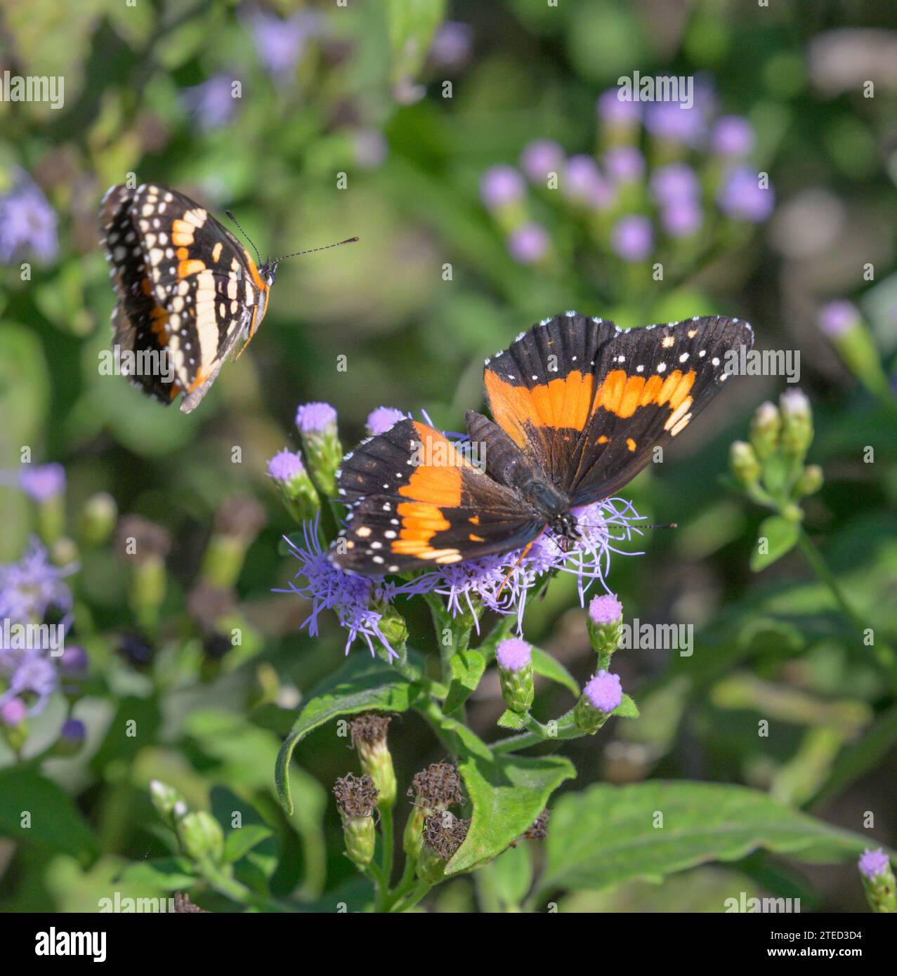 Bordered patch butterflies (Chlosyne lacinia), courtship on blue ...