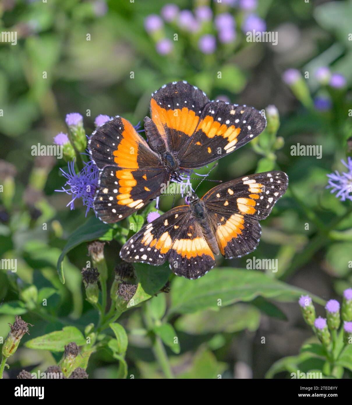 Bordered patch butterflies (Chlosyne lacinia), courtship on blue ...
