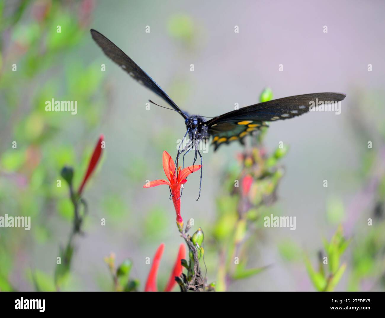 Pipevine Swallowtail (Battus philenor) feeding from red flower ...