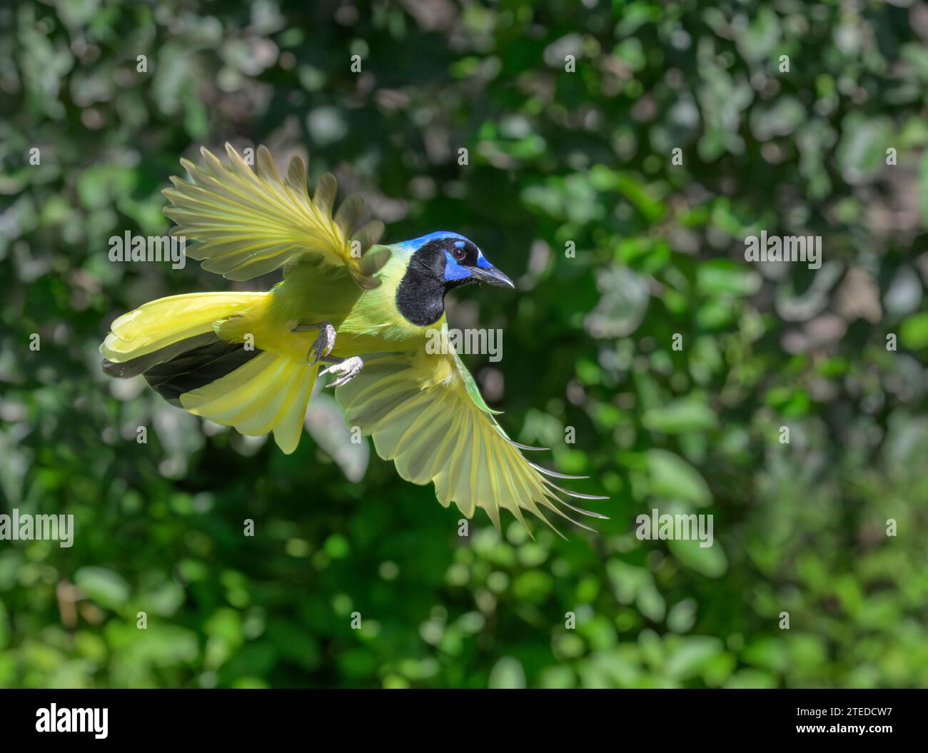 Green jay (Cyanocorax yncas) flying over speckled contrast background ...