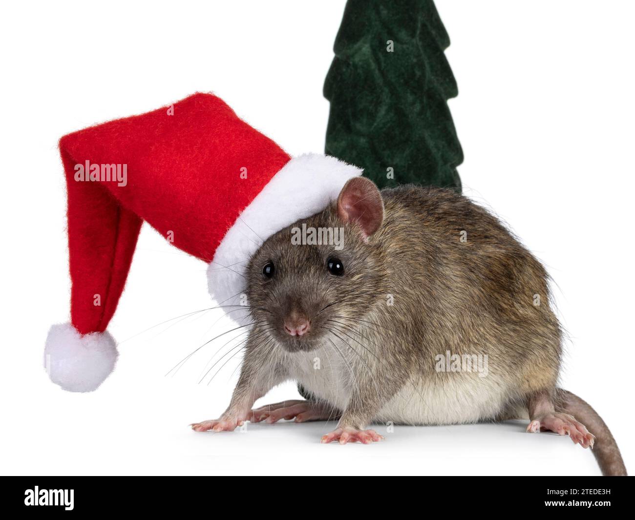 Cute tame rat, standing side ways wearing santa hat. Winter scene with ...