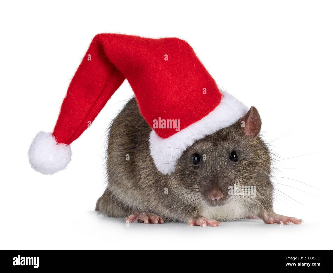 Cute tame rat, standing side ways wearing santa hat. Looking to camera ...