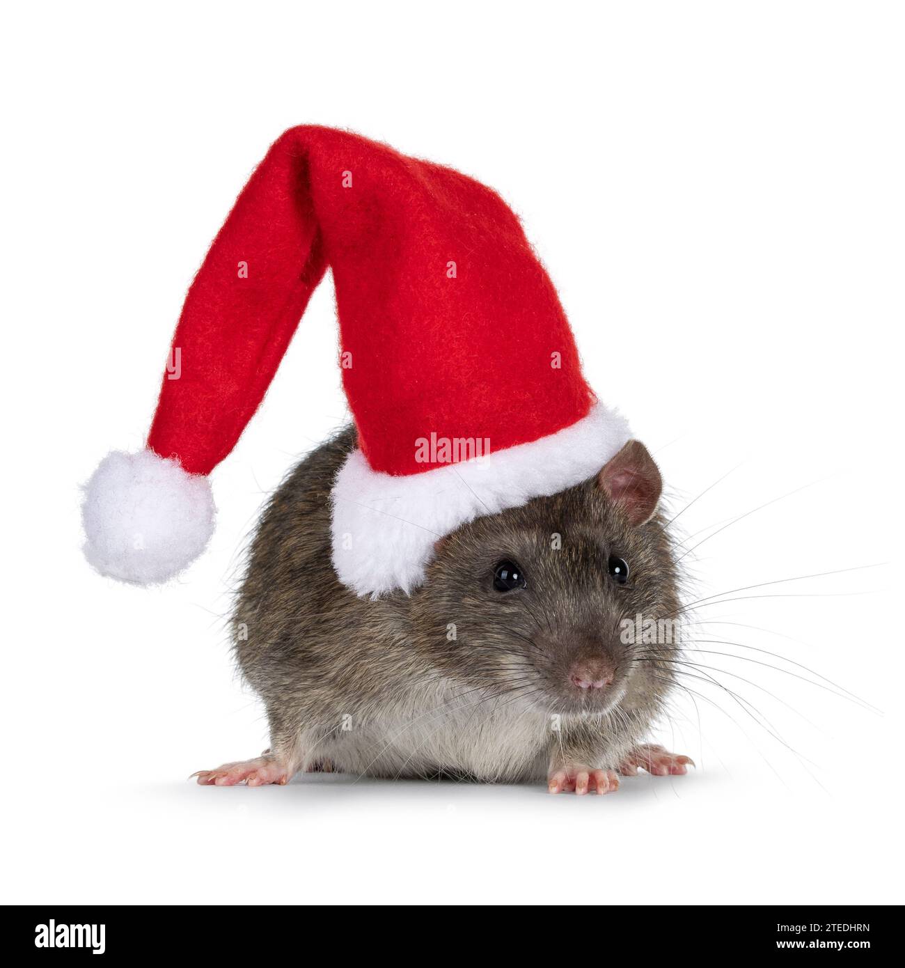 Cute tame rat, standing side ways wearing santa hat. Looking away from ...