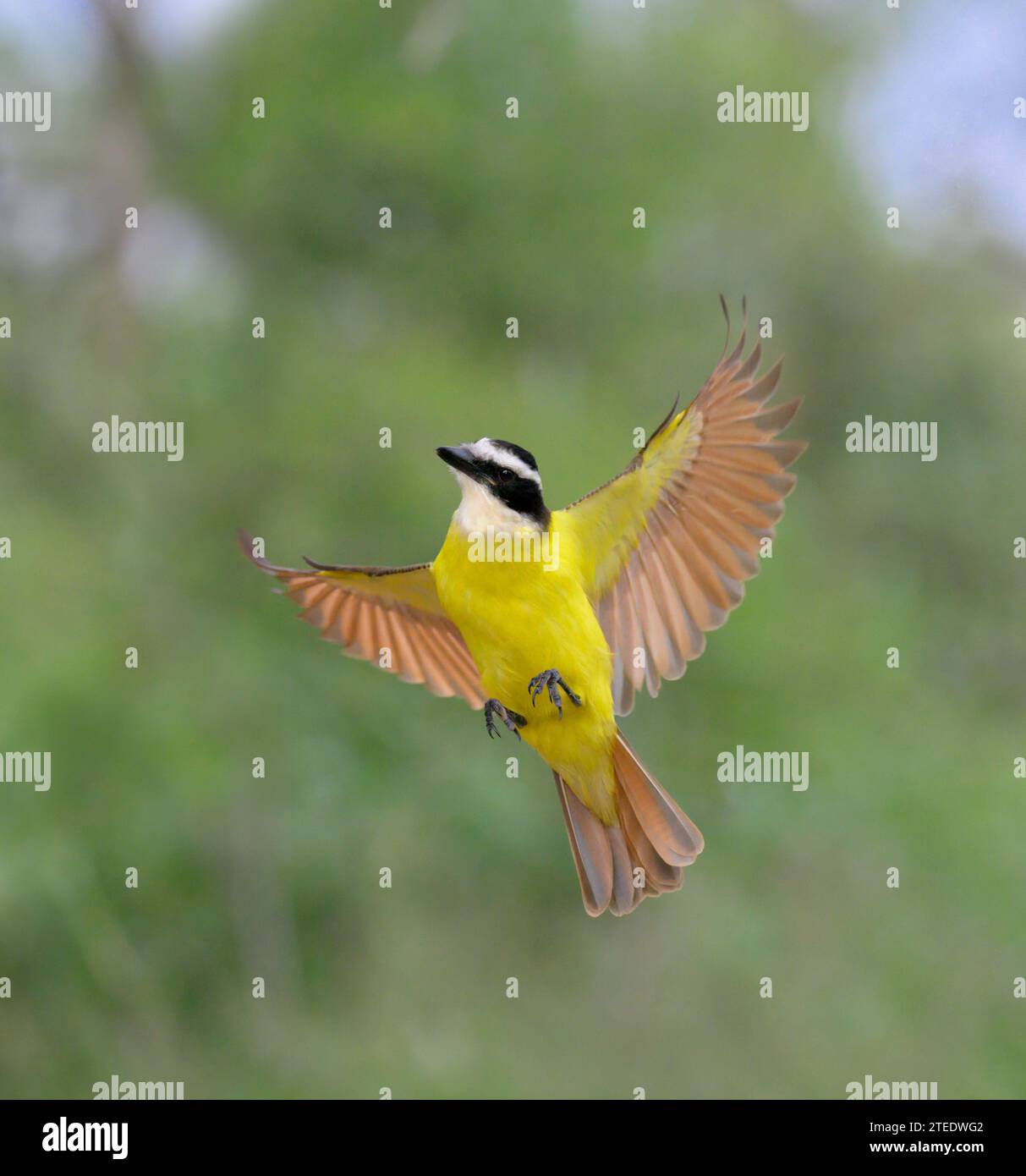 Great kiskadee (Pitangus sulphuratus) flying, Bentsen-Rio Grande Valley ...