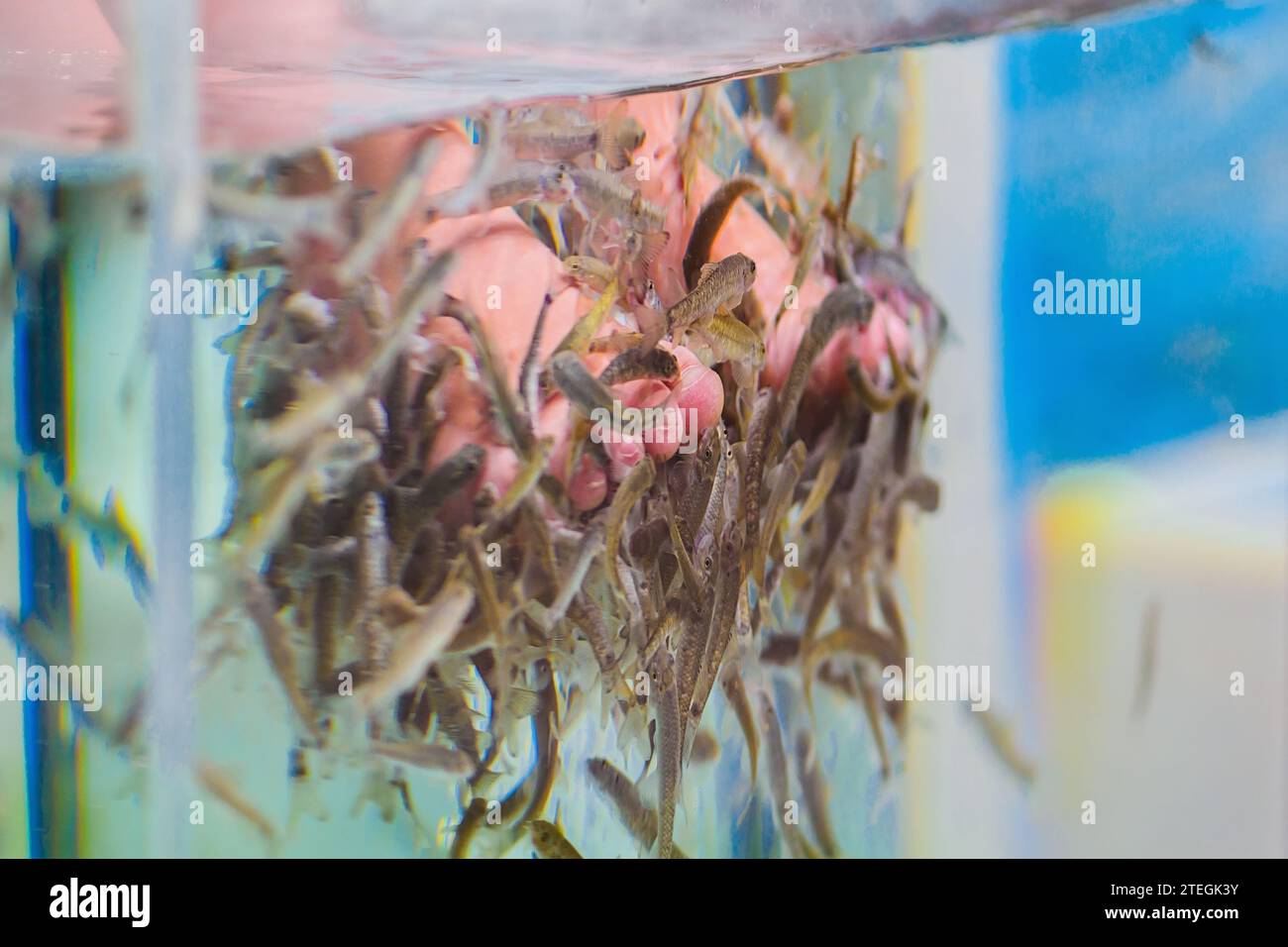 Foot peeling with garra rufa fish. View of legs in aquarium with fish ...