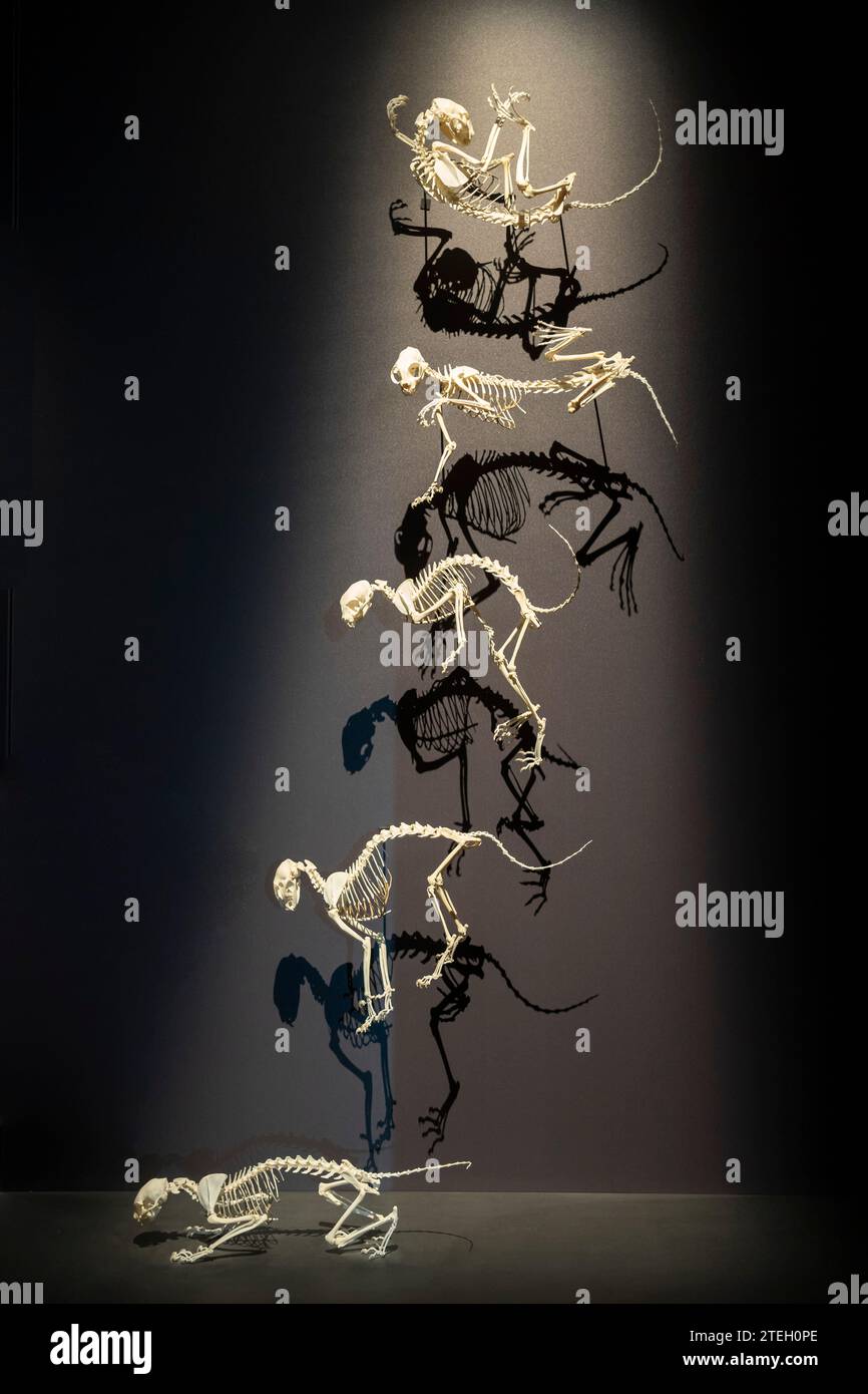 Paris, France - 06 10 2023: The Great Evolution Gallery of Paris ...