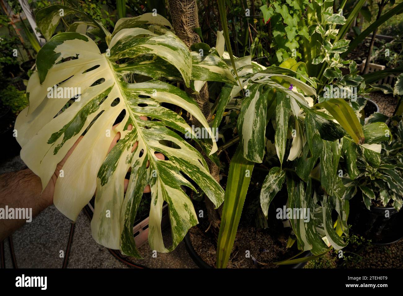 Variegated monstera deliciosa hi-res stock photography and images - Alamy