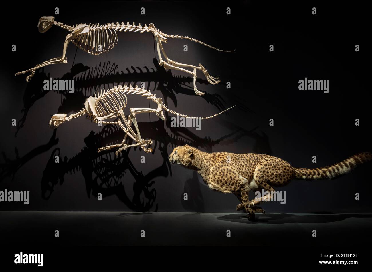 Paris, France - 06 10 2023: The Great Evolution Gallery of Paris ...