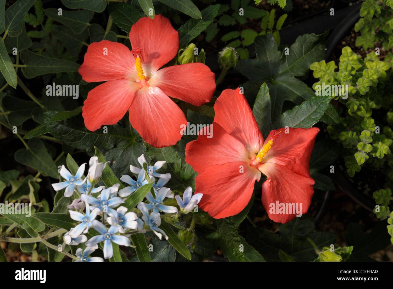 Abelmoschus moschatus ssp. tuberosus Stock Photo - Alamy
