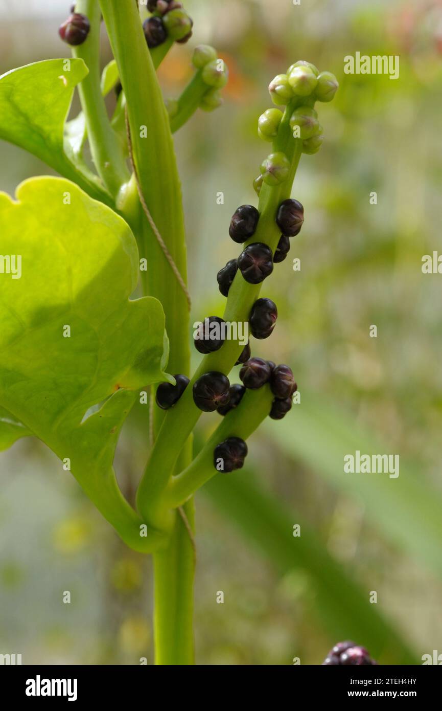 Basella alba hi-res stock photography and images - Alamy